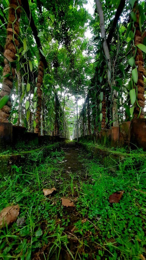 Vanilla trees gardening stock photo. Image of sunlight - 271298006
