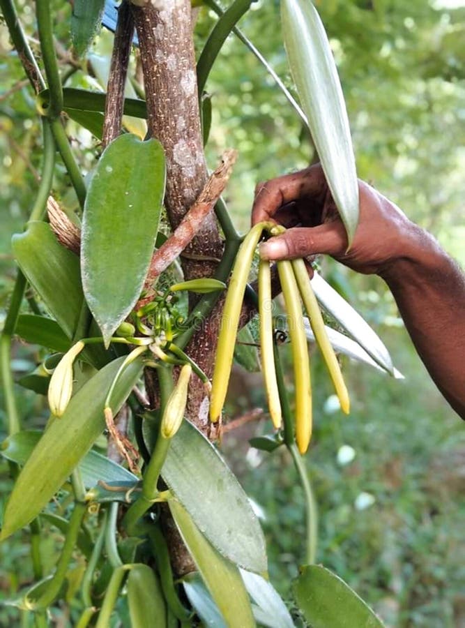 Vanilla Trees in Tropical Places Stock Photo - Image of holiday, nature ...