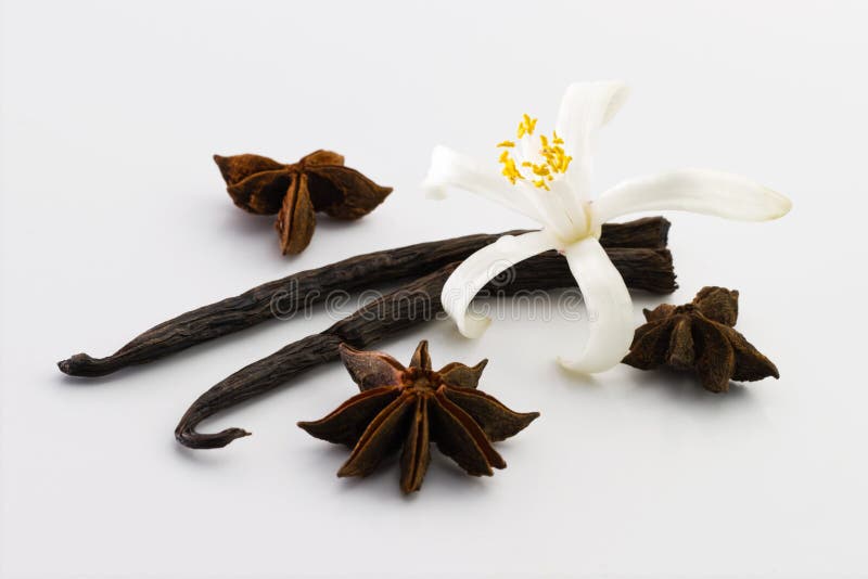 Fleur d'anis image stock. Image du médecine, toujours - 20503561