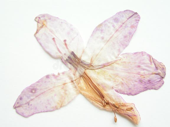 Vanishing memory stock image. Image of death, petals, fragile - 38803