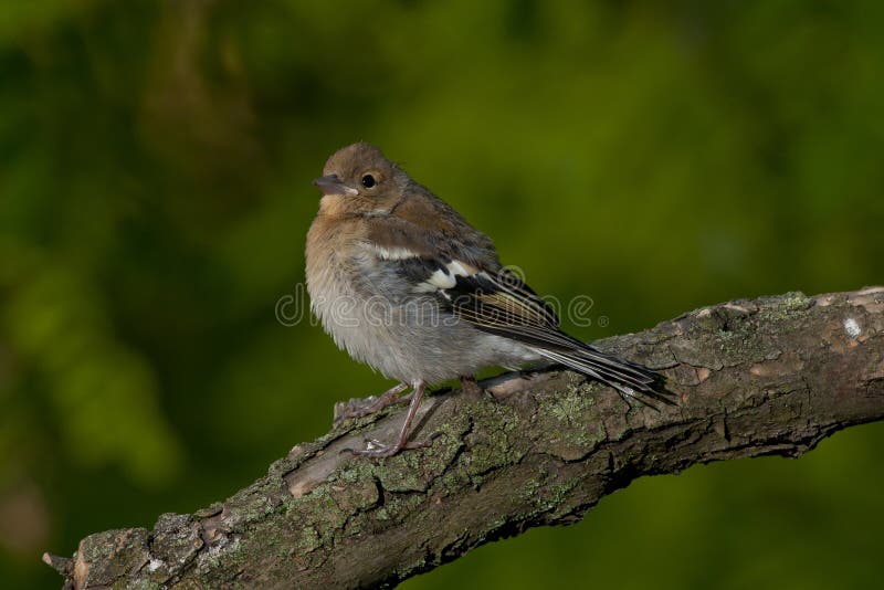 Vanligt Bofink (Fringillacoelebs) Fotografering för Bildbyråer - Bild ...