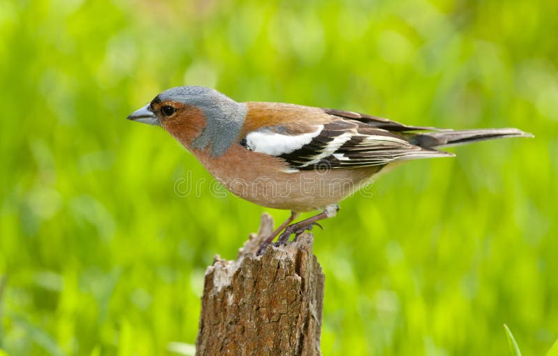 Bofink & X28; Fringillacoelebs& X29; Fotografering för Bildbyråer ...