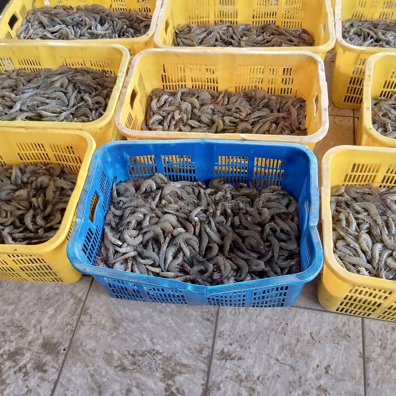 Vannamei shrimp stock photo. Image of vannamei, indonesia - 251218502