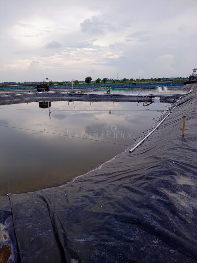 Vannamei shrimp ponds stock image. Image of vannamei - 263420663