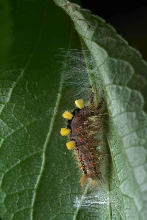 Spiky catterpillar stock photo. Image of bugs, catterpillar - 11743954