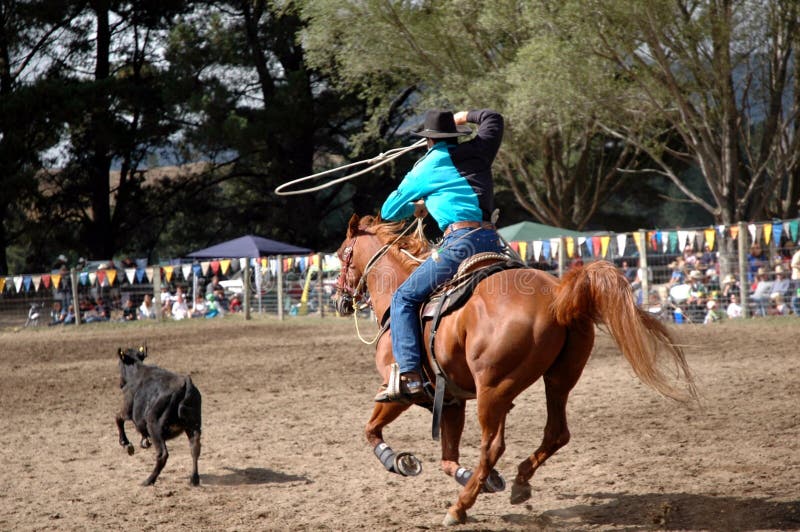 El Vaquero En Una Competencia Roping Del Becerro. Foto de archivo ...