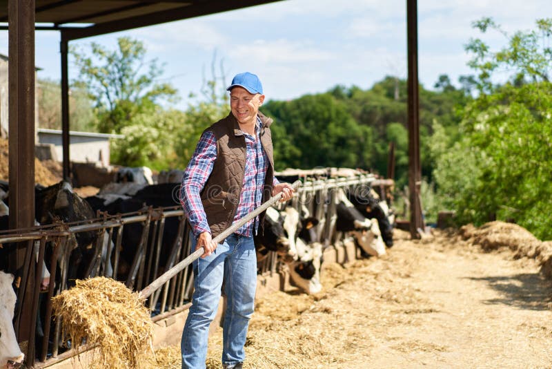 Vaquero Campesino En Rancho De Granja De Vacas Imagen de archivo ...