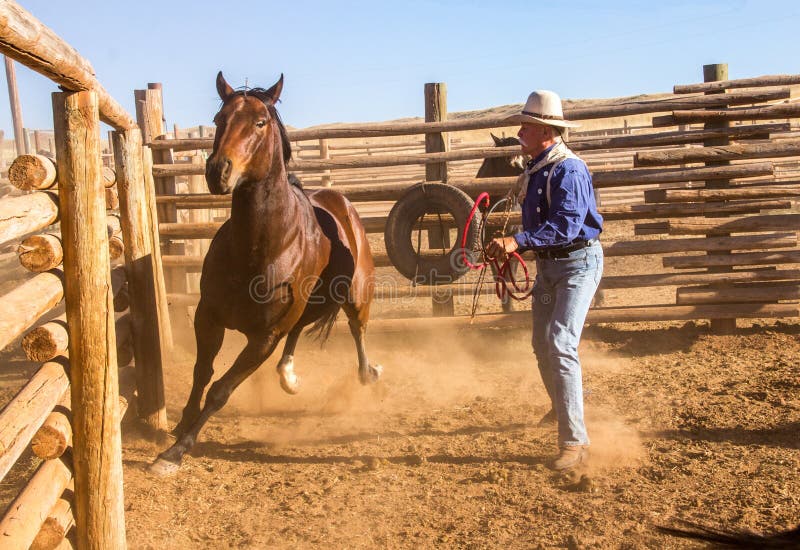Caballo en corral foto de archivo. Imagen de ganado, soporte - 9839164