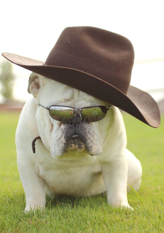 Perro fresco del vaquero imagen de archivo. Imagen de hotel - 70498969