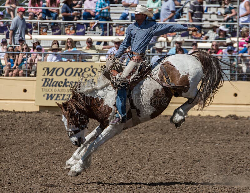 Vaquero Del Rodeo Que Monta Un Toro Fotografía editorial - Imagen de ...