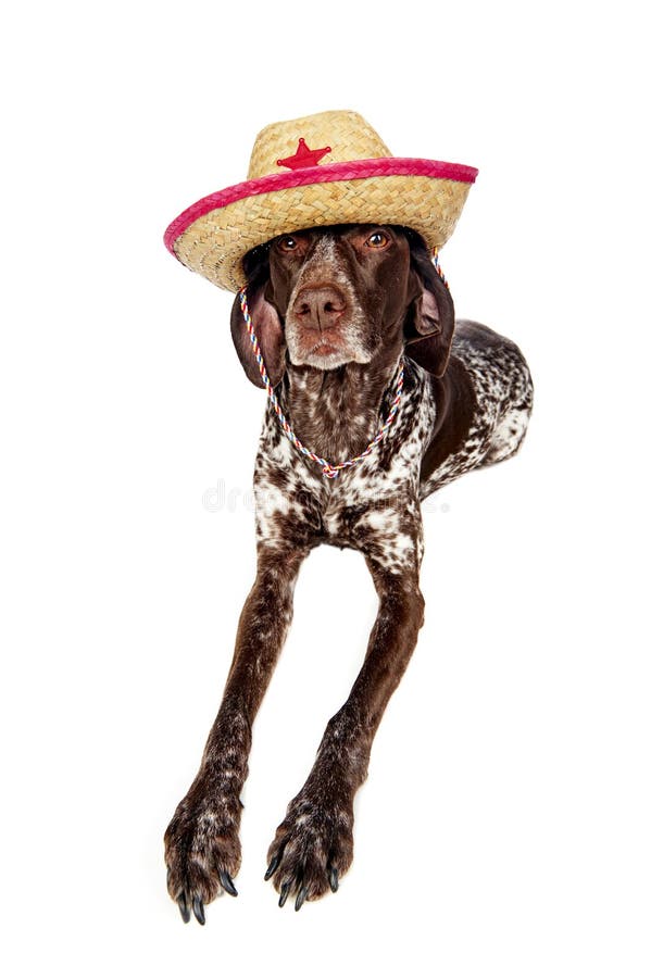 Vaquero Dog foto de archivo. Imagen de sombrero, manchado - 68331366