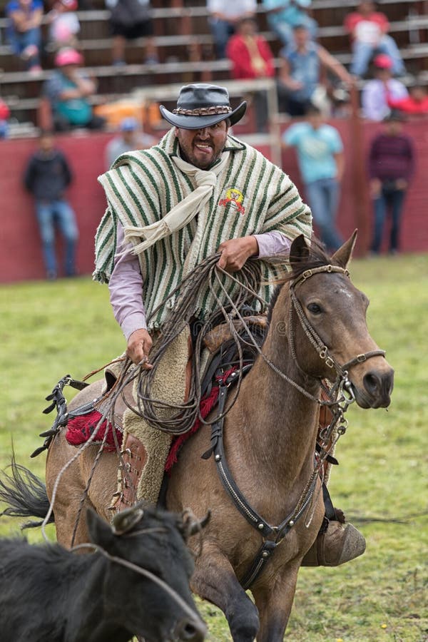 Vaquero En El Rodeo En Ecuador Foto de archivo editorial - Imagen de ...