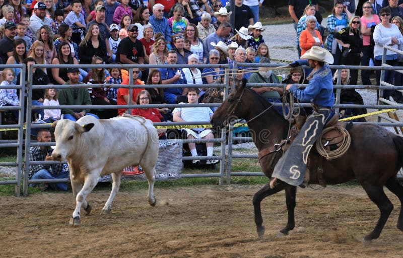 Vaquero Del Rodeo Que Monta Un Toro Fotografía editorial - Imagen de ...