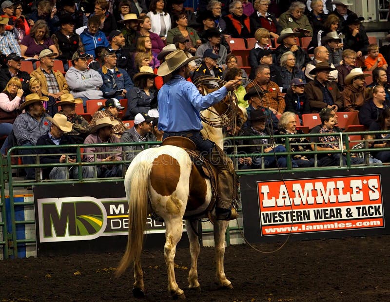 Vaquero on Horseback Del Rodeo Imagen de archivo editorial - Imagen de ...