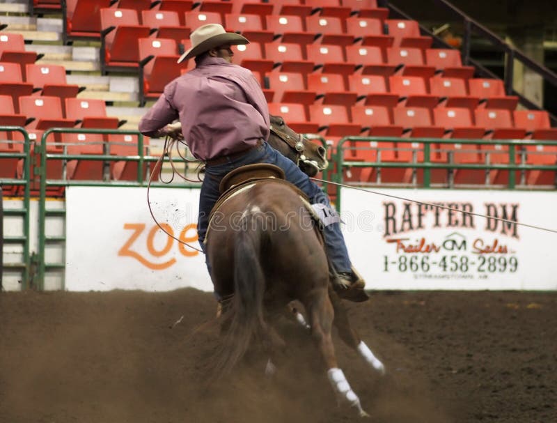 Vaquero Roping on Horseback Del Becerro Imagen de archivo editorial ...