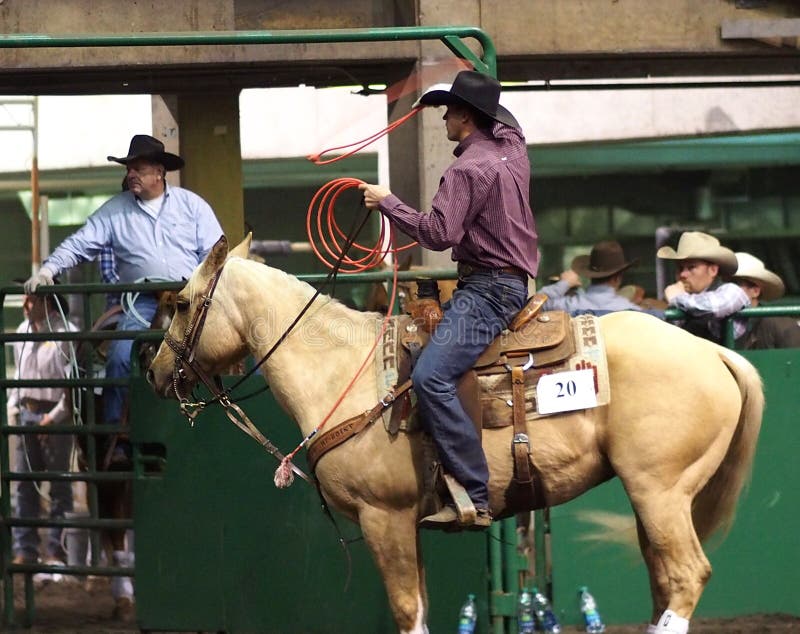 Vaquero Roping on Horseback Del Becerro Imagen de archivo editorial ...