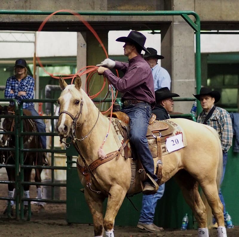 Cordelero Del Becerro Que Monta Su Caballo Roping Del Palamino Foto ...