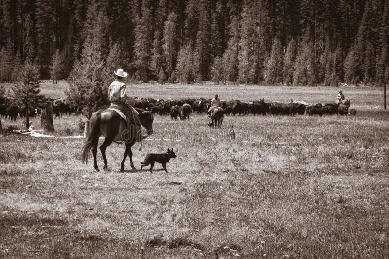 Vaqueros, Vaqueras, Y 'cowdogs' Imagen de archivo - Imagen de ...
