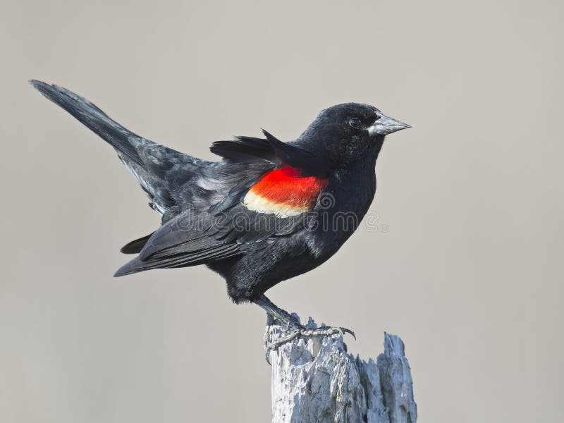 Mirlo De Alas Rojas, Phoeniceus Del Agelaius Imagen de archivo - Imagen ...