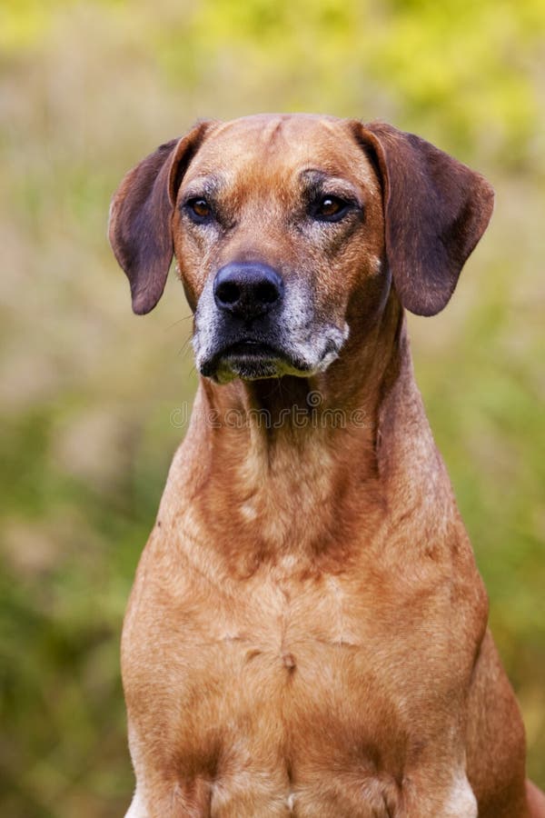 Jerga Rhodesiana Avanzada Puntero Cur Mezcla Raza Perro Jadeo Lengua ...