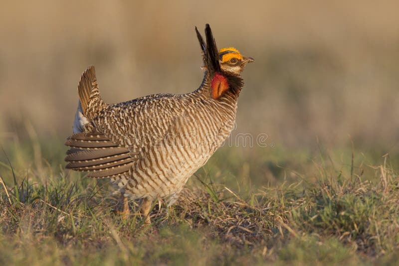 Poco Pollo De Pradera Que Corre a La Hembra Imagen de archivo - Imagen ...