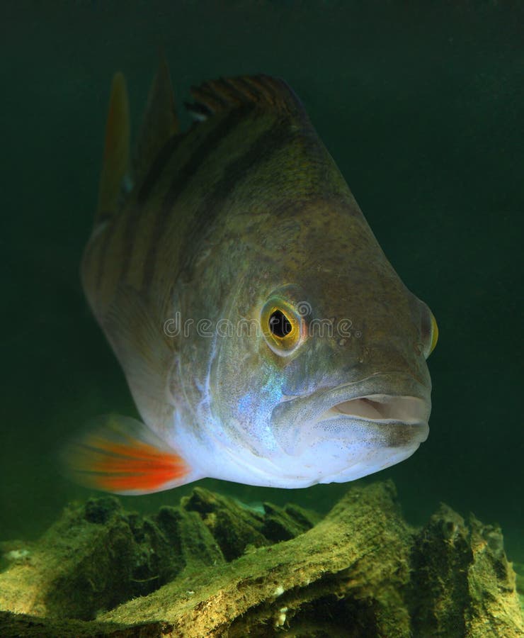 Perca Fluviatilis Vulgarmente Conhecida Como Perca Comum Ou Perca ...