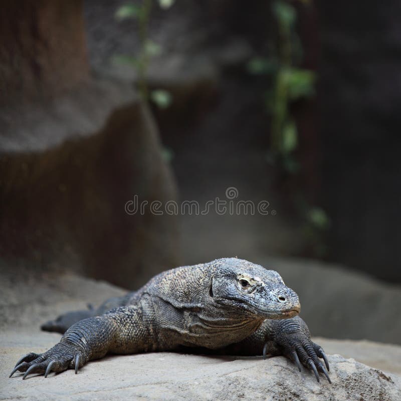 Varan stock photo. Image of monitor, long, crest, komodo - 13398890