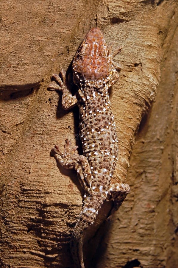 Varan stock photo. Image of varanus, lizard, reptiles - 18564216