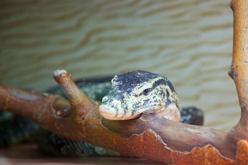 Varan stock image. Image of danger, varan, armored, pets - 20916949