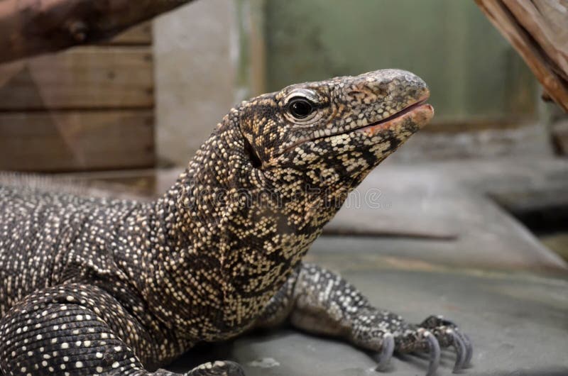 Varan stock photo. Image of life, creature, claws, looking - 23544554