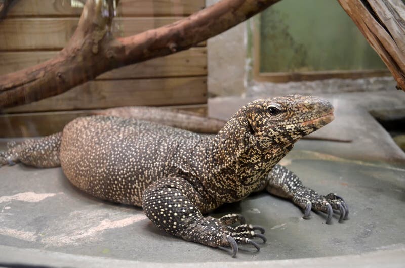 Varan stock photo. Image of island, endangered, lizards - 23544622