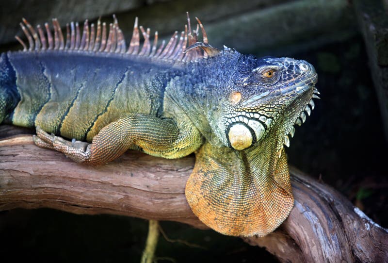Varan stock photo. Image of monster, dangerous, komodo - 3540498