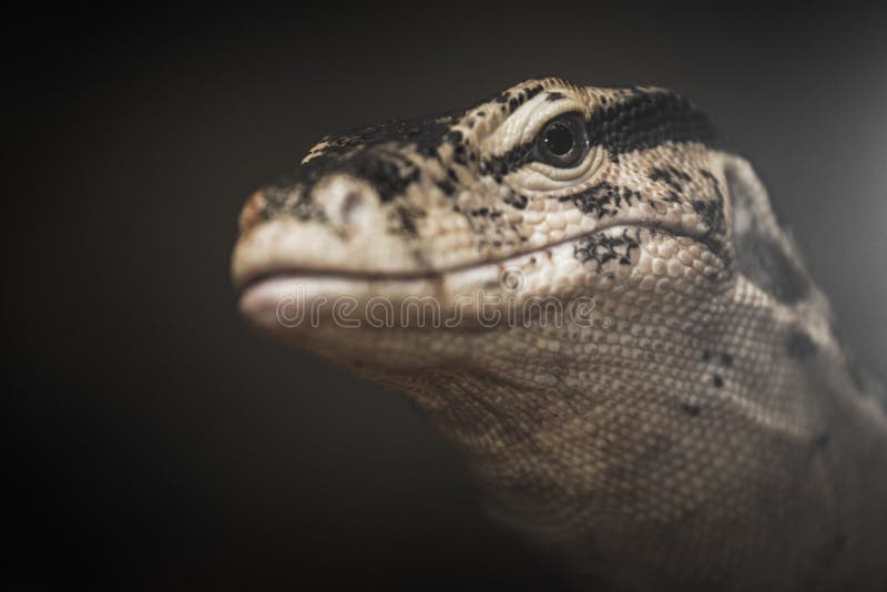 Varan stock image. Image of monitor, head, dragon, predator - 38446665