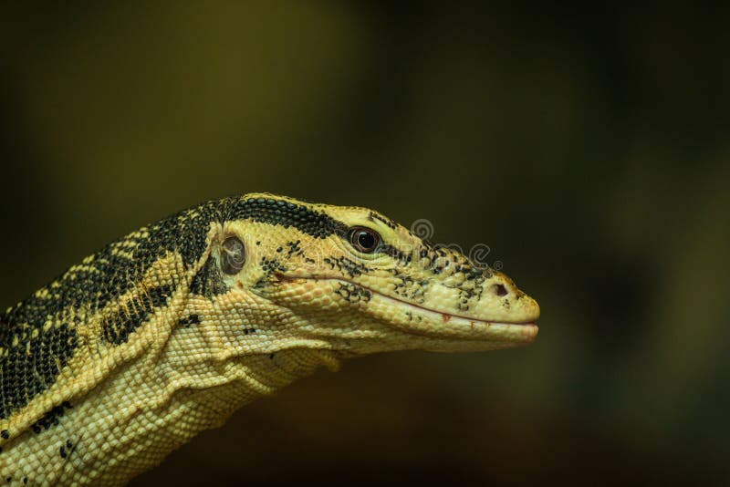 Varan stock image. Image of creature, monitor, tail, skin - 38447167