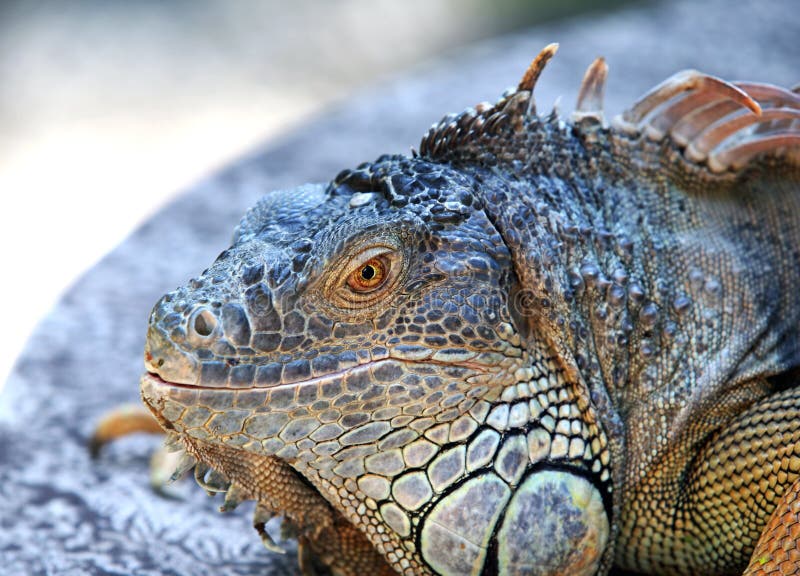 Varan photo stock. Image du nature, jurassique, géant - 6171684