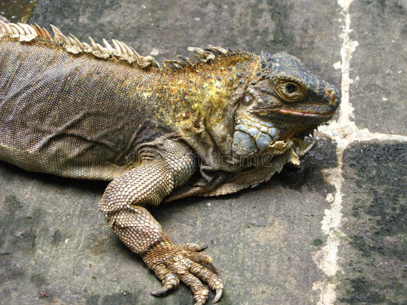 Varan photo stock. Image du attente, pierre, moniteur - 7455752