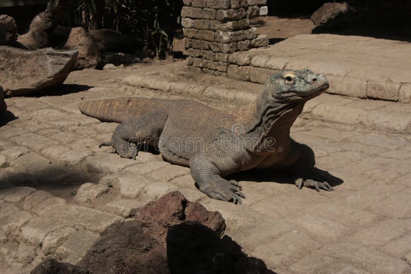 Varan stock image. Image of varan, dragon, overland, prehistoric - 8381071