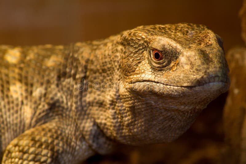 Varan stock photo. Image of animal, varan, head, dragon - 113869092