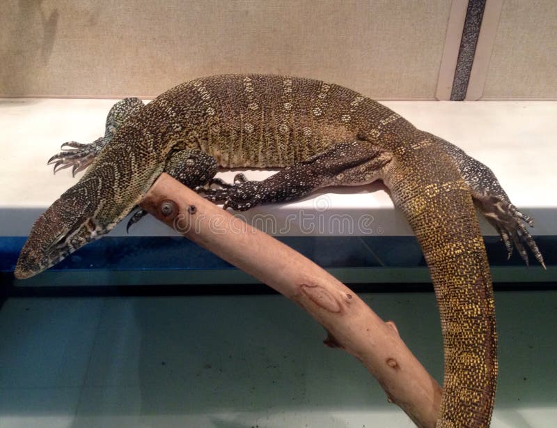 Varan editorial image. Image of camouflage, carnivore - 64940545