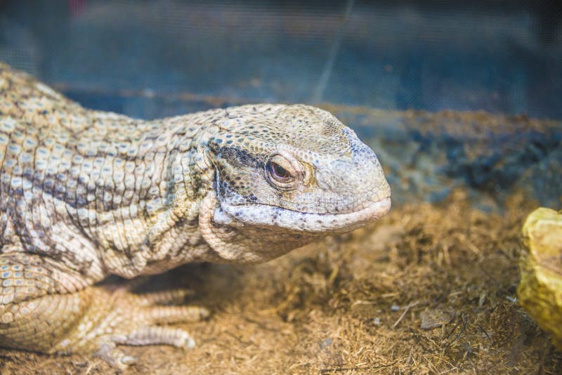 Varan- Endangered Species of Lizard in the Zoo Stock Image - Image of ...