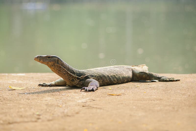 Varan Dans Le Zoo De Bangkok Image stock - Image du repos, vivant: 25410855