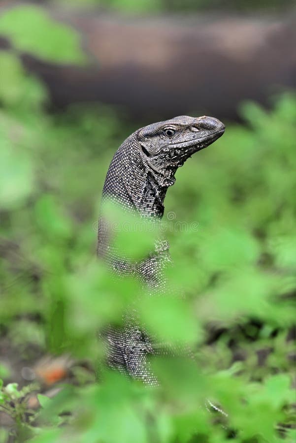 Varan in Sri Lanka stock image. Image of miners, reptiles - 63966961