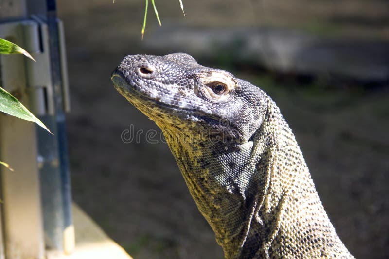 Varan Komodo stockfoto. Bild von wald, kette, geruch - 103091956