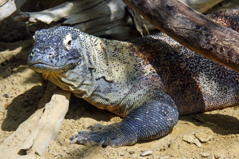 Varan Komodo stockbild. Bild von nahrung, eidechse, reptil - 91209517