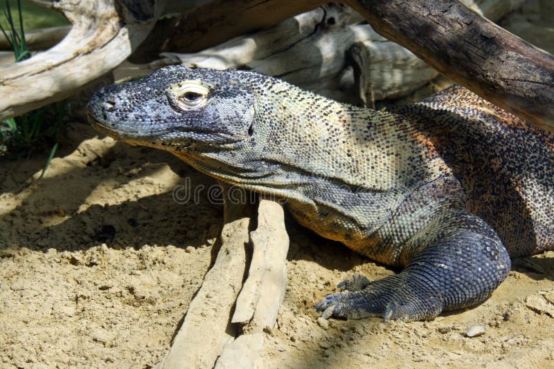 Varan Komodo stockbild. Bild von nahrung, eidechse, reptil - 91209517