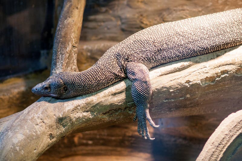 Varan Lizard Lying on a Tree Stump, Riga Zoo, Latvia Stock Photo ...