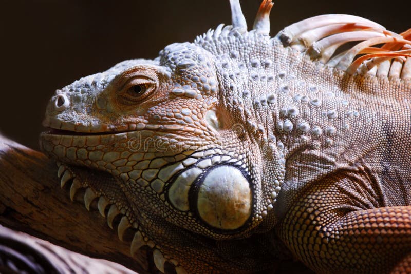 Varan stock photo. Image of skin, leather, predator, exotic - 6171684