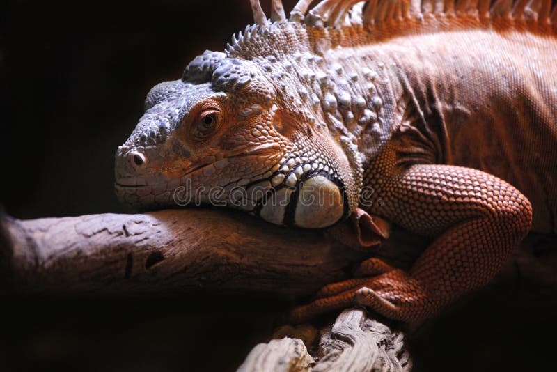 Varan stock photo. Image of skin, leather, predator, exotic - 6171684