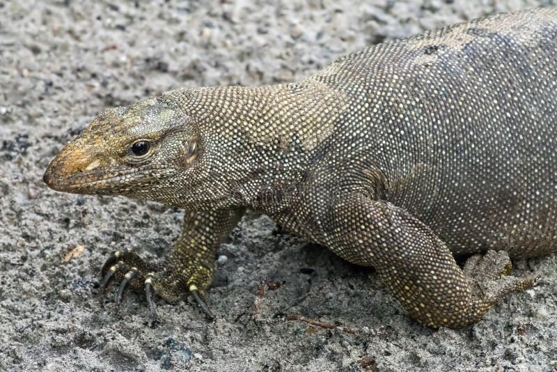 Varan reptile stock image. Image of predator, wild, nature - 108364121