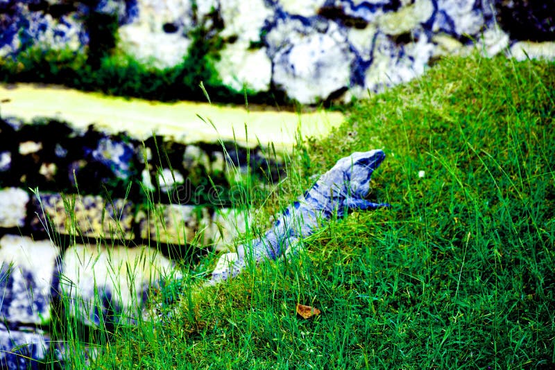 Varan is Resting on the Grass Stock Image - Image of summer, meadow ...